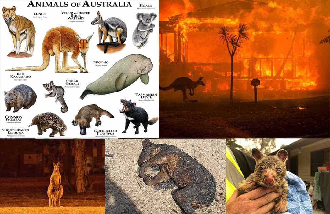 Almost half a billion animals have been killed by the bushfire in ...