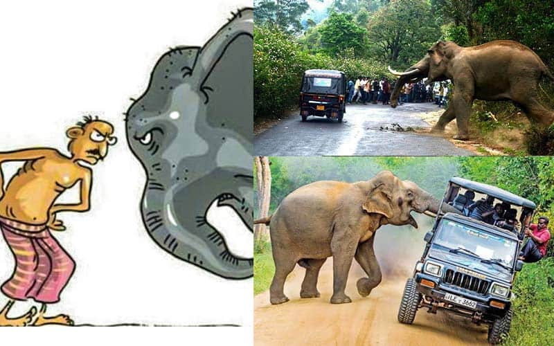 Human-Elephant Conflict Accelerating Biodiversity Decline | The Green Page