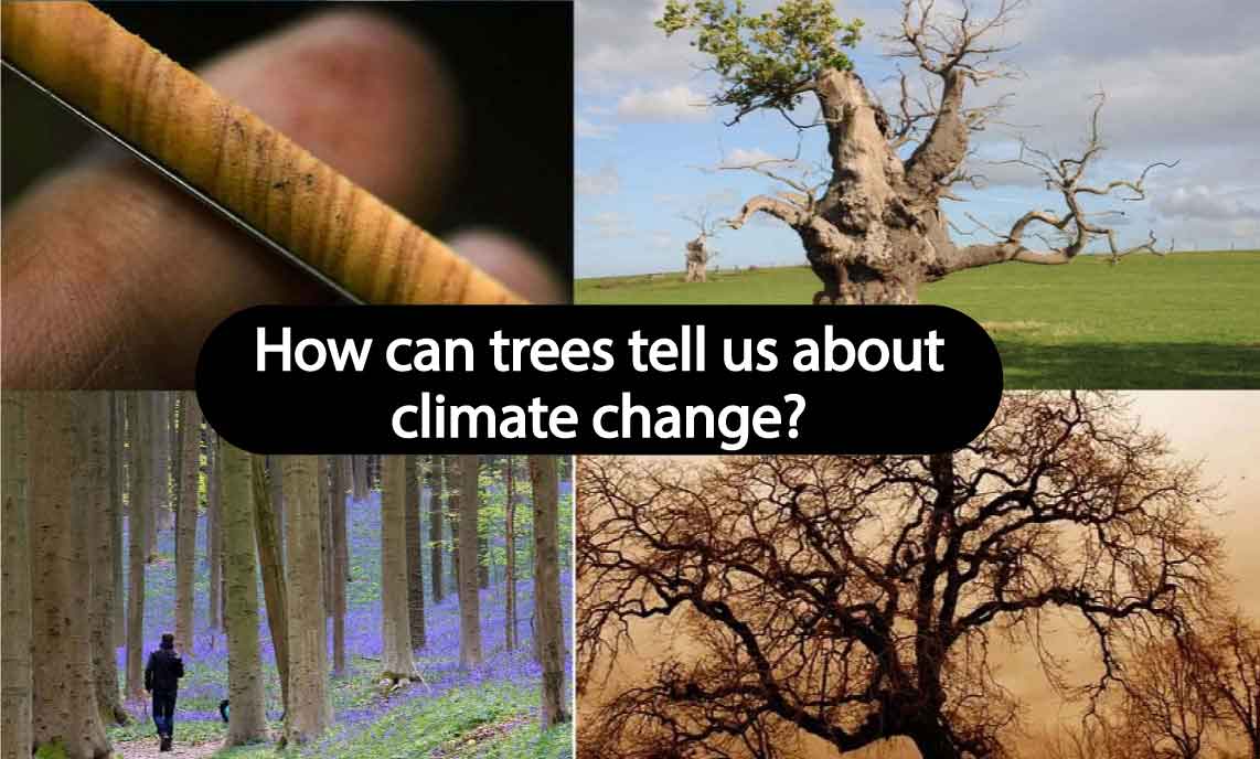 How can trees tell us about climate change? - The Green Page