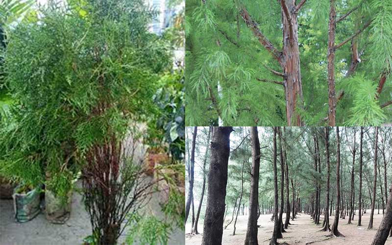 Prime Minister Sheikh Hasina directed to plant more and more Shrubbery ...
