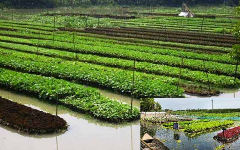 Floating farming in agriculture is beneficial for public health and the ...