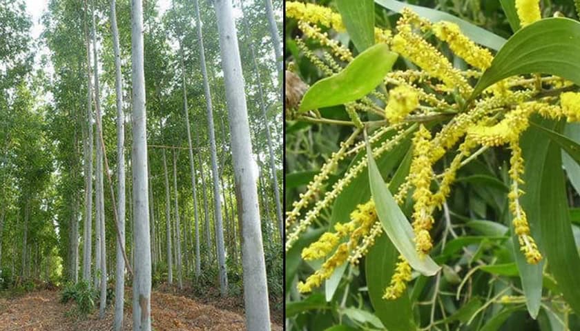 Bangladesh government notification issued banning eucalyptus and acacia ...