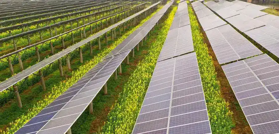 Double crop under solar panels: The rise of agrivoltaics in climate ...