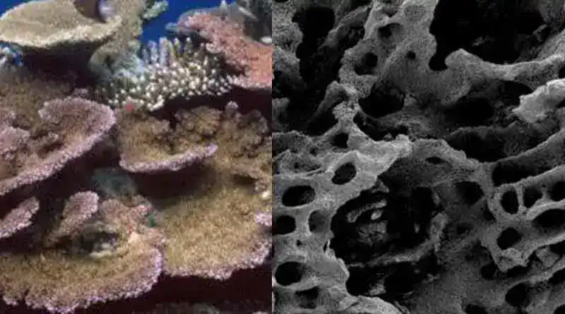 Bio-rock Revolution, Electro-technology to Bring Dead Coral Reef Back ...
